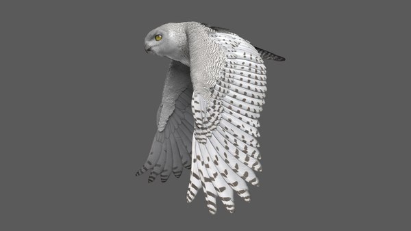 3D rigged snowy owl model - TurboSquid 1482683