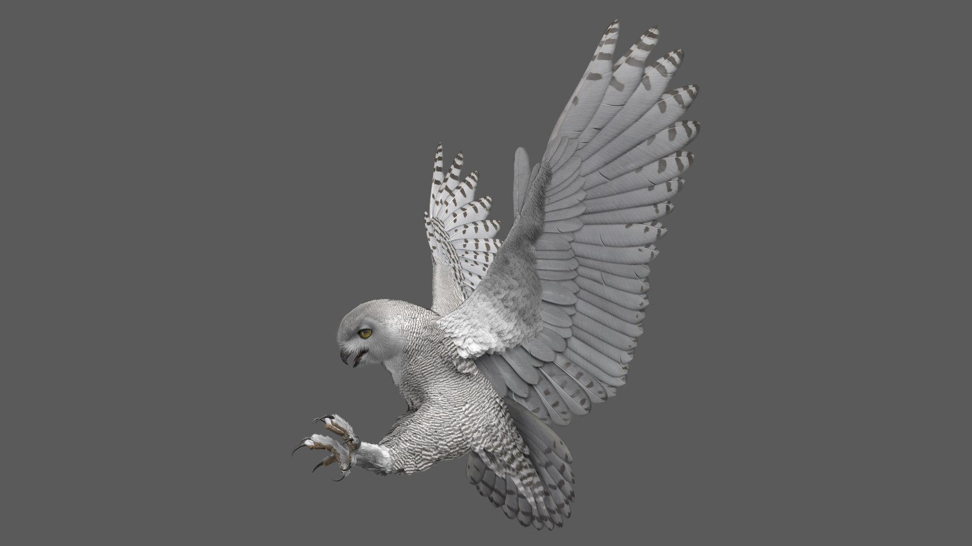3D Rigged Snowy Owl Model - TurboSquid 1482683