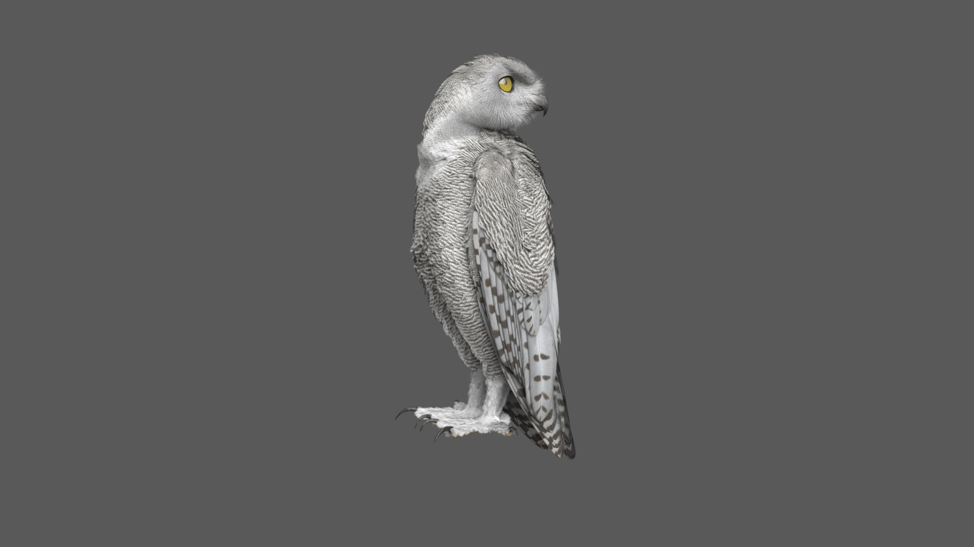 3D Rigged Snowy Owl Model - TurboSquid 1482683