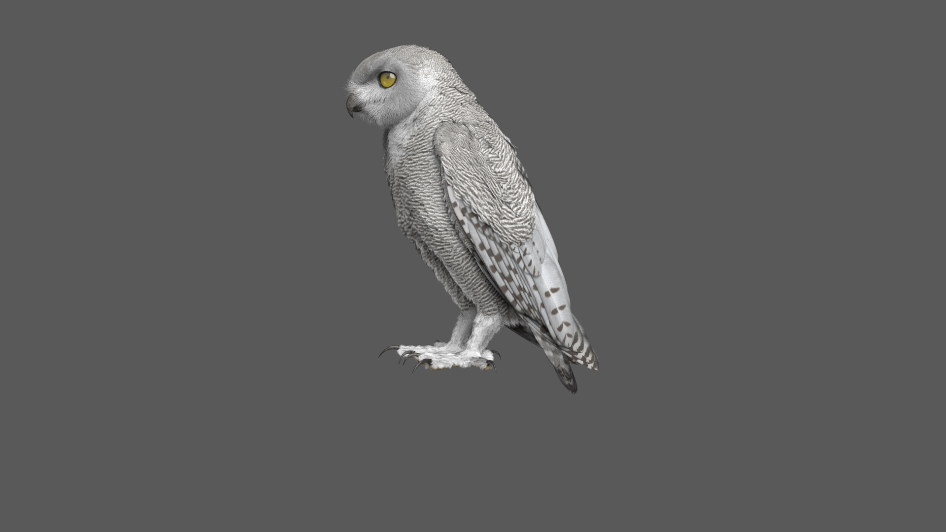 3D Rigged Snowy Owl Model - TurboSquid 1482683