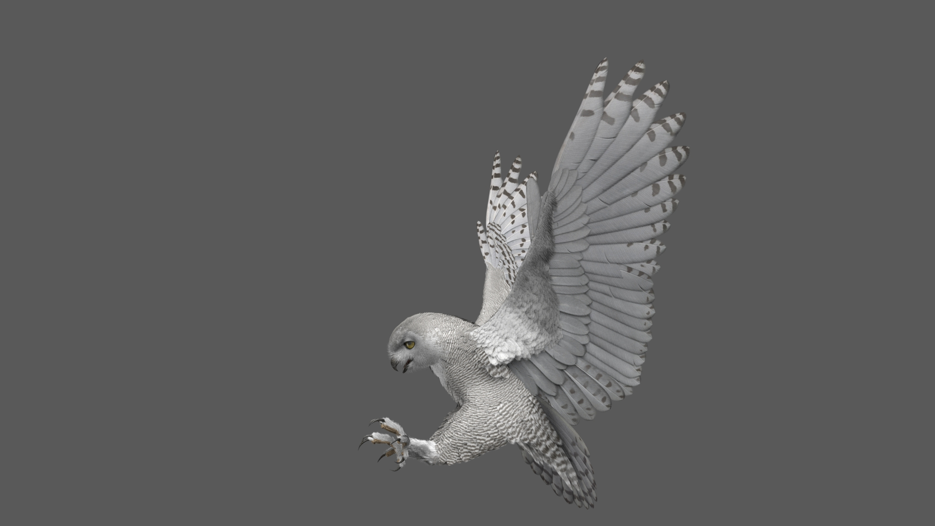 3D Rigged Snowy Owl Model - TurboSquid 1482683