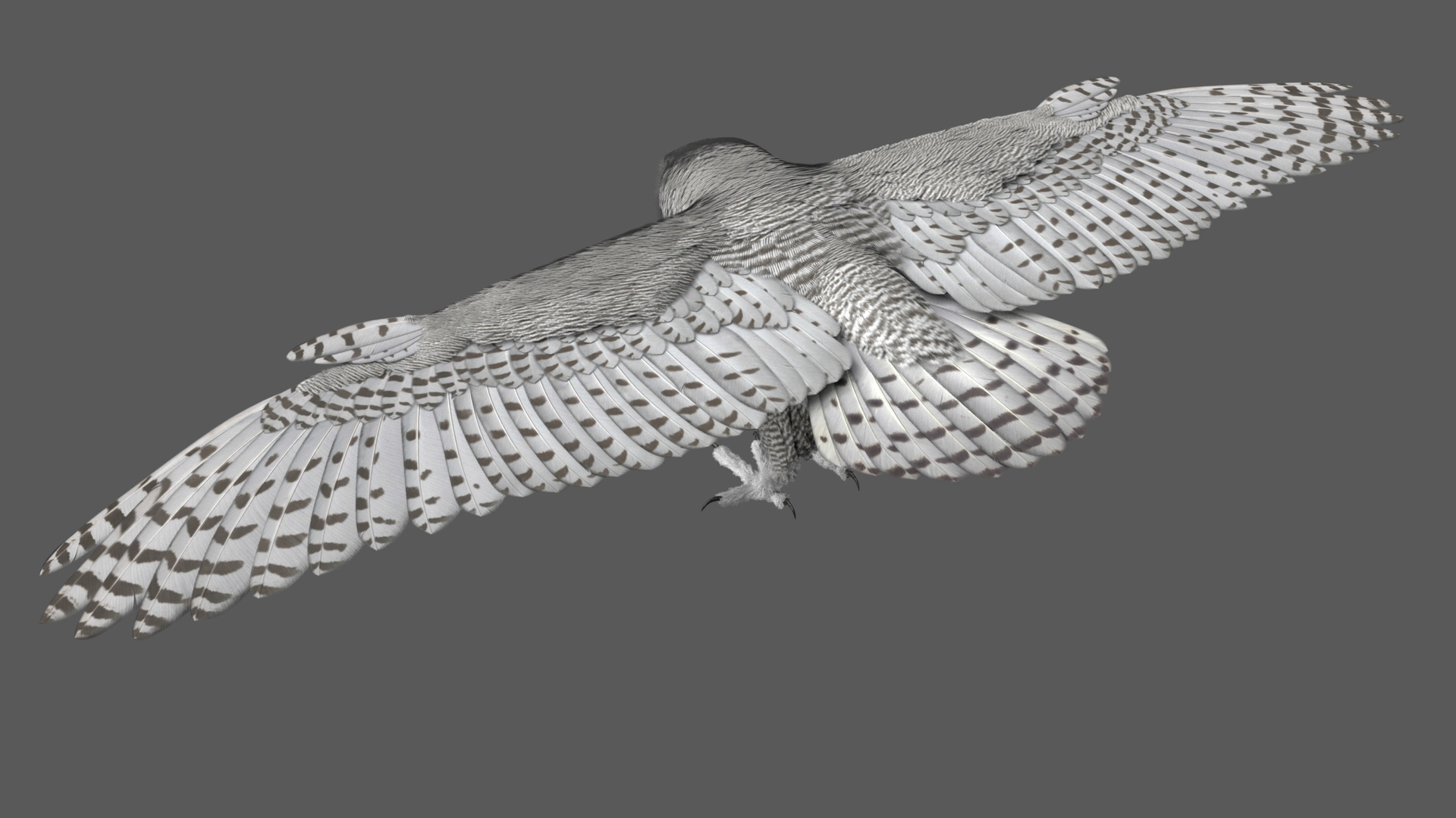 3D Rigged Snowy Owl Model - TurboSquid 1482683