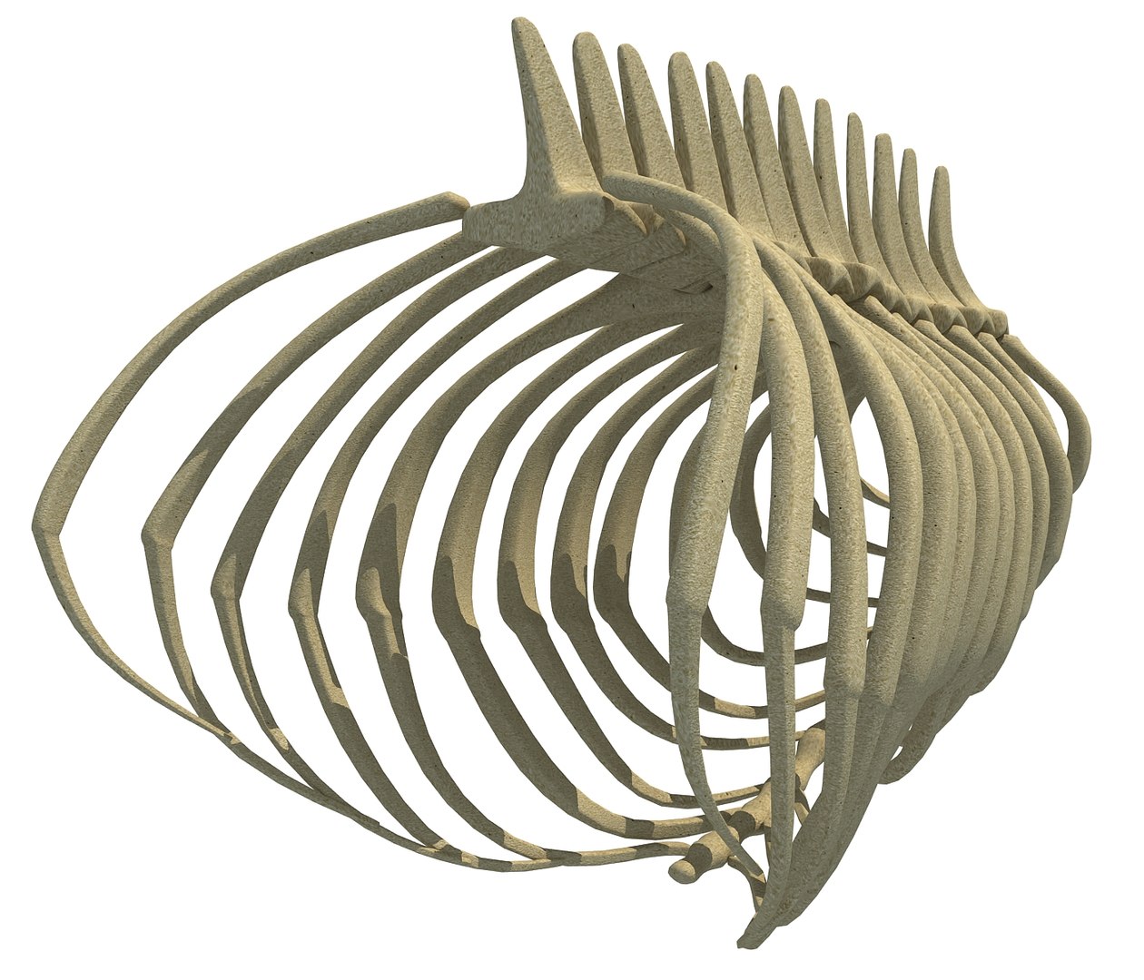 Bear Rib Cage 3D Model - TurboSquid 1177997