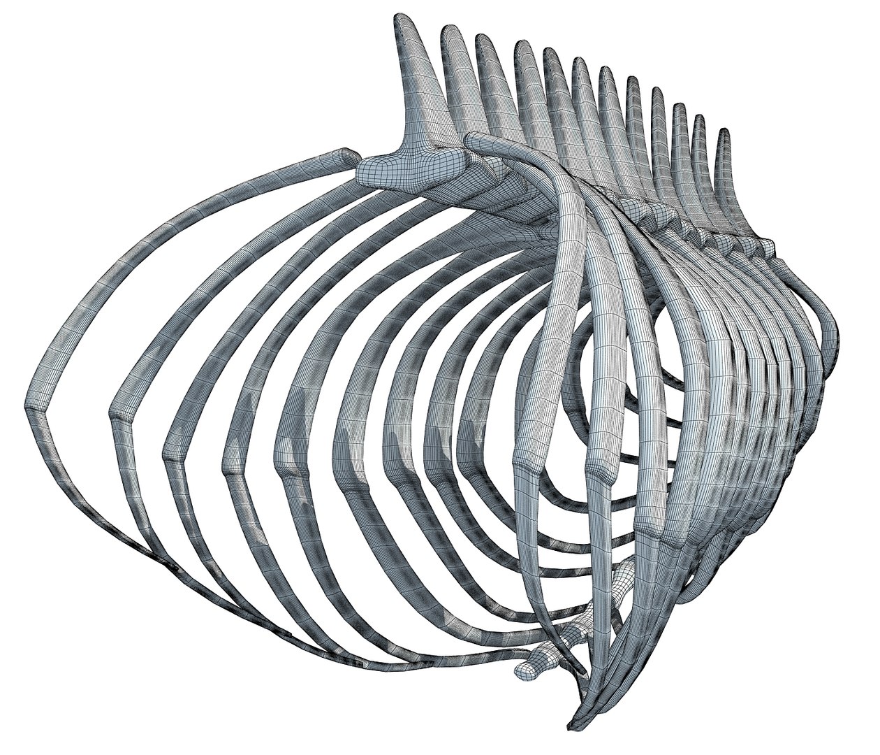 Bear Rib Cage 3D Model - TurboSquid 1177997