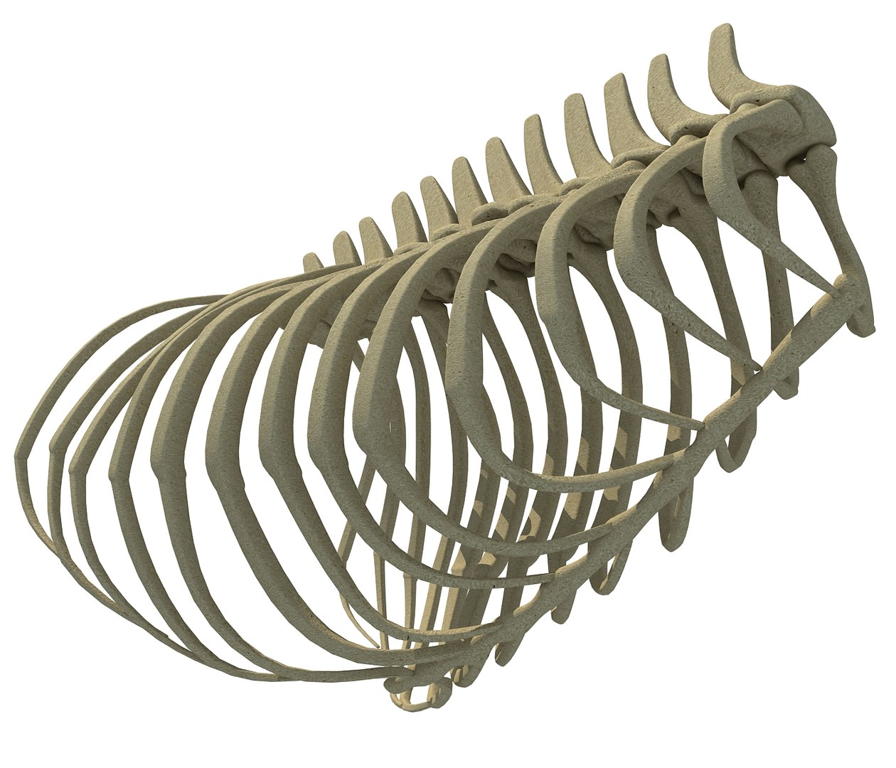 Bear Rib Cage 3D Model - TurboSquid 1177997