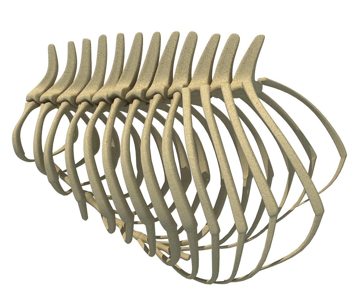 Bear Rib Cage 3D Model - TurboSquid 1177997