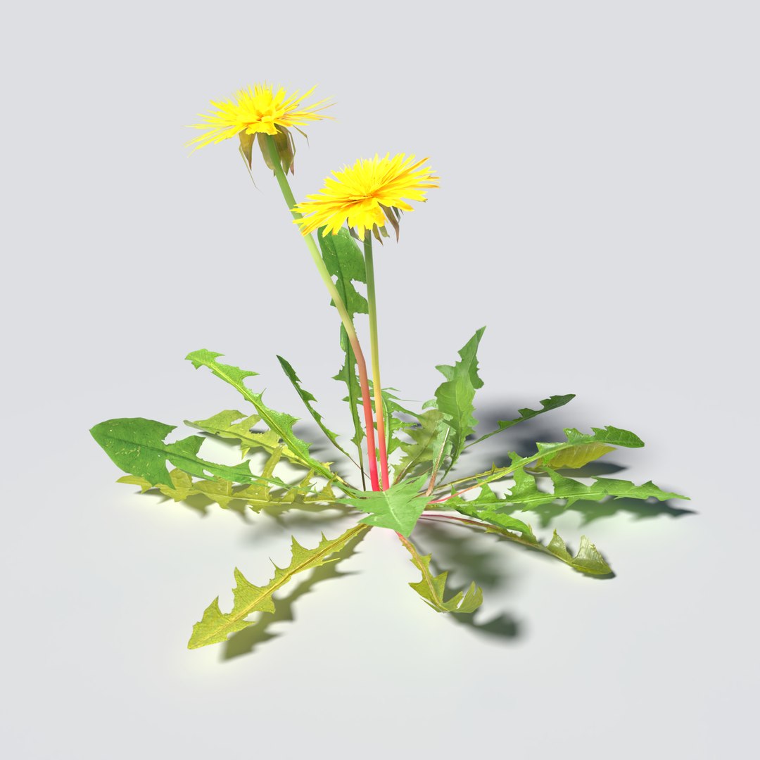 3D Dandelion Pack Model - TurboSquid 1335405