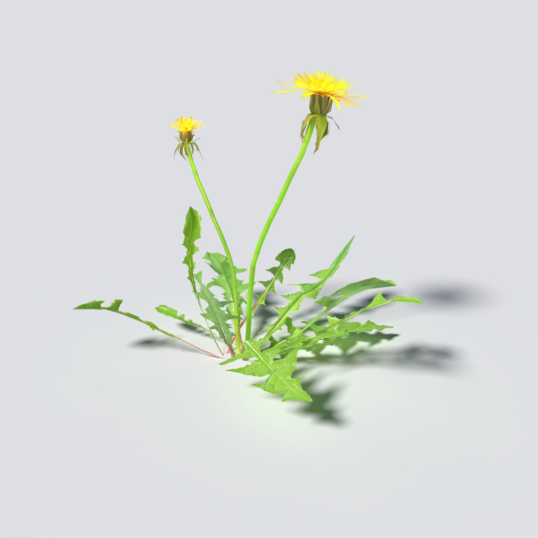 3D Dandelion Pack Model - TurboSquid 1335405