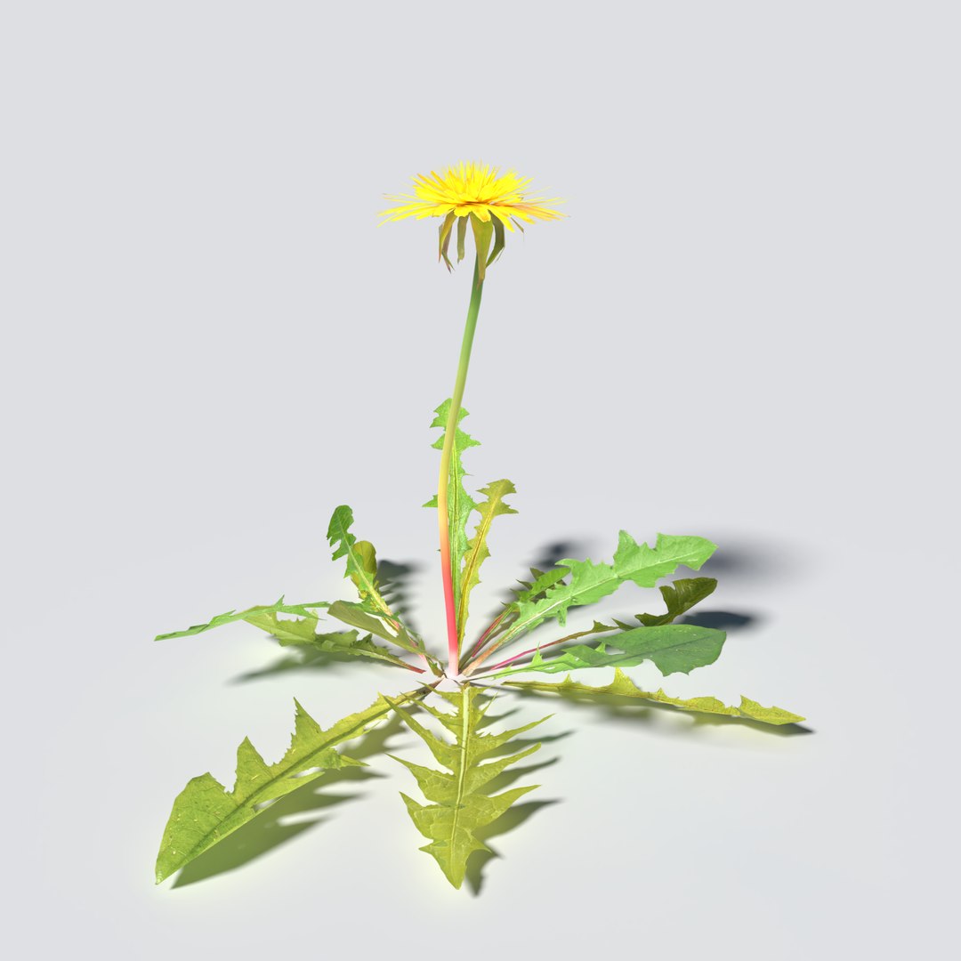 3D Dandelion Pack Model - TurboSquid 1335405
