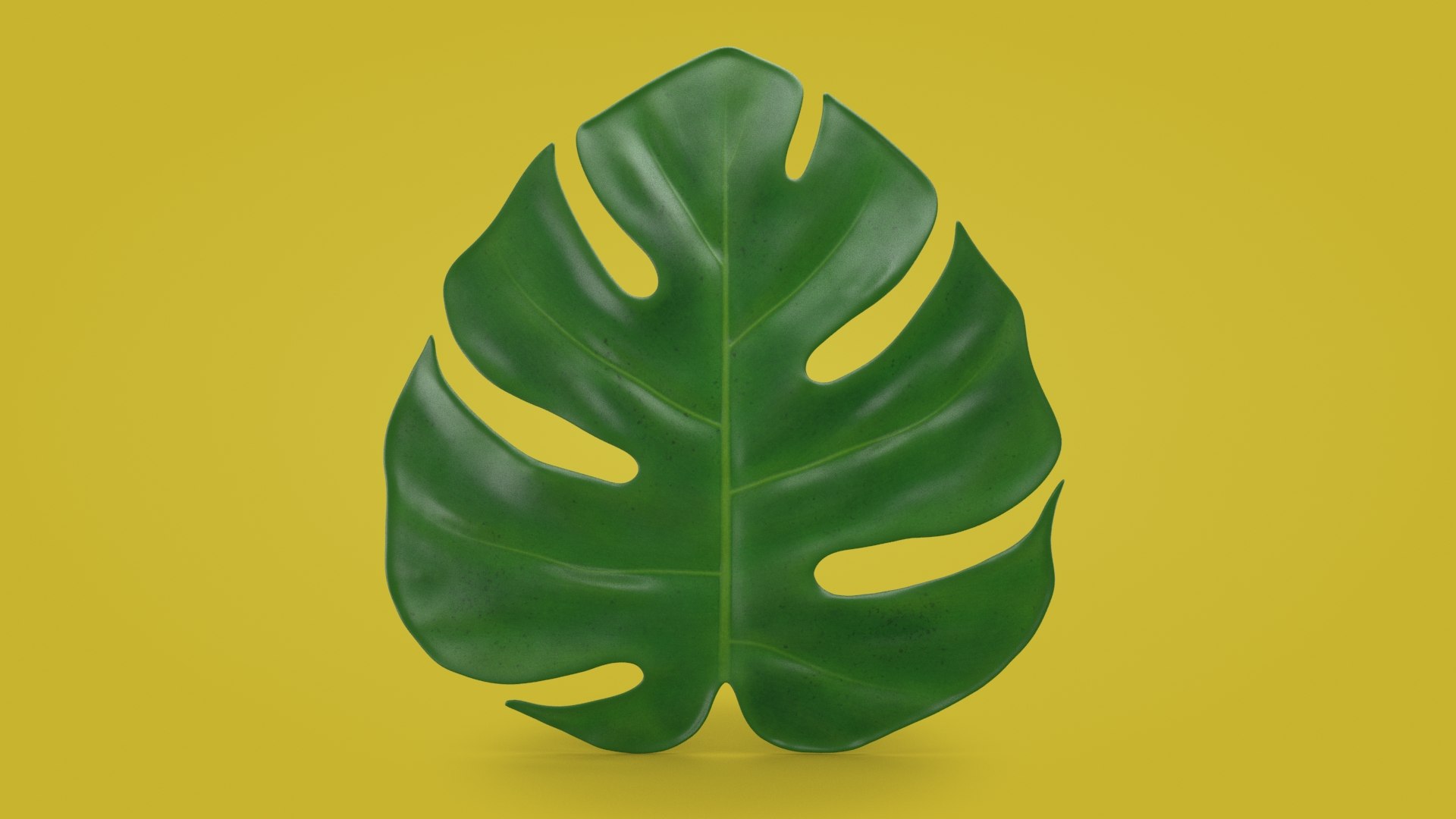 Monstera Deliciosa Leaf Young 3D - TurboSquid 2060890
