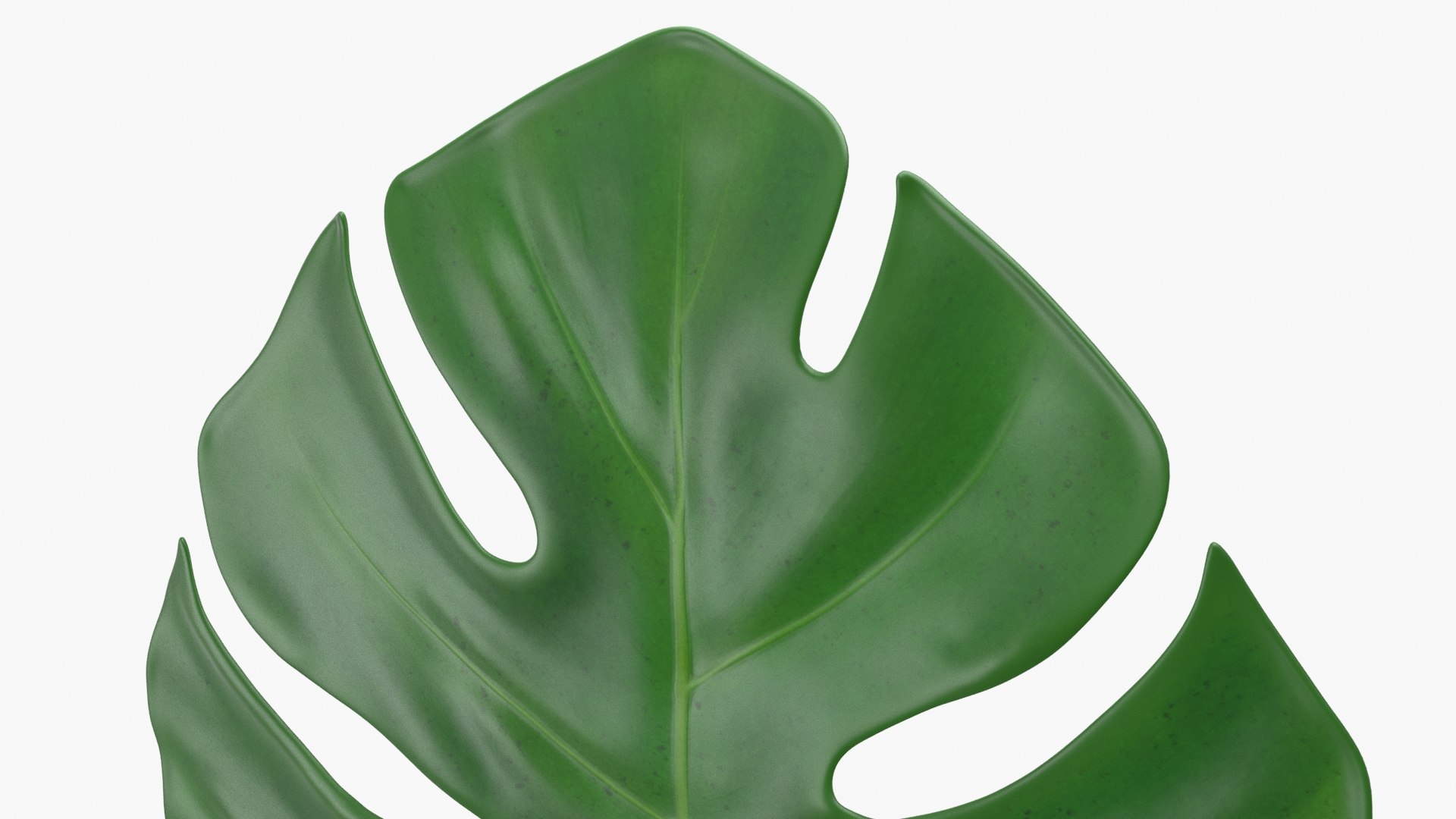 Monstera Deliciosa Leaf Young 3D - TurboSquid 2060890