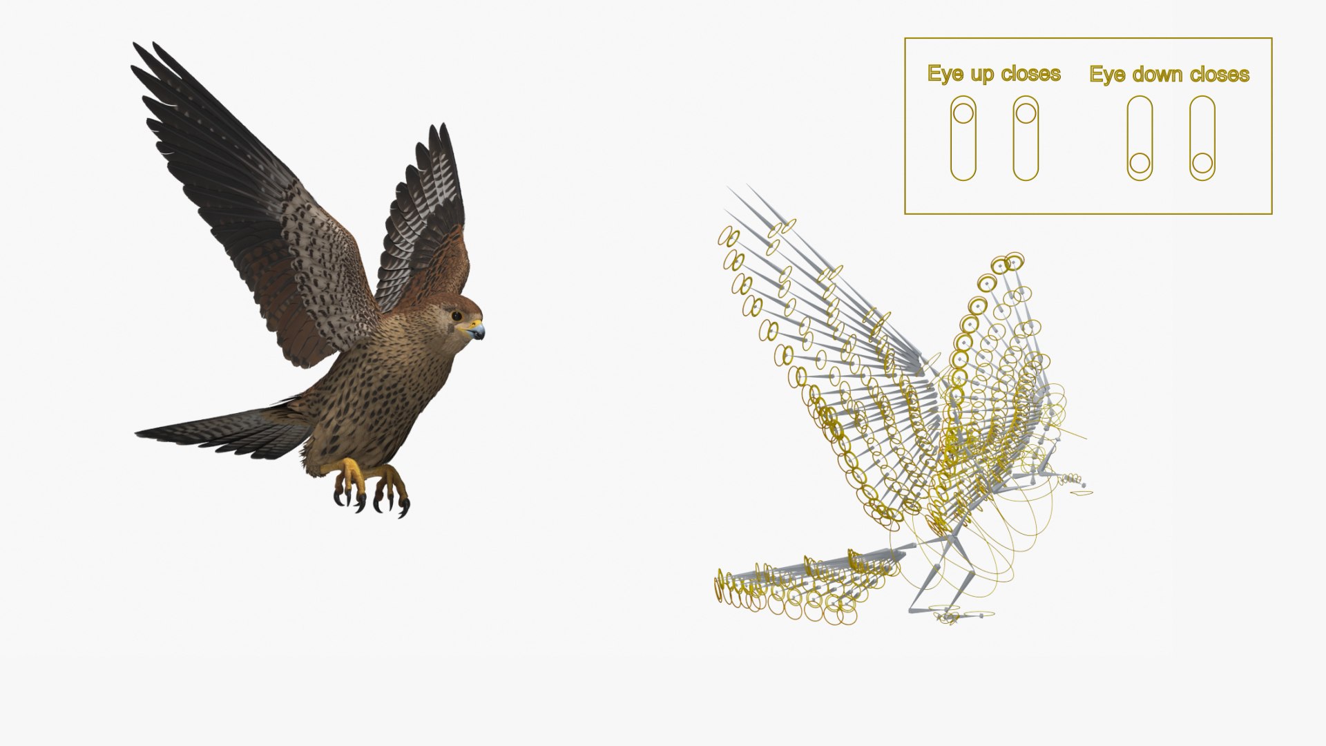 3D Falcon Bird Brown Rigged - TurboSquid 2513607