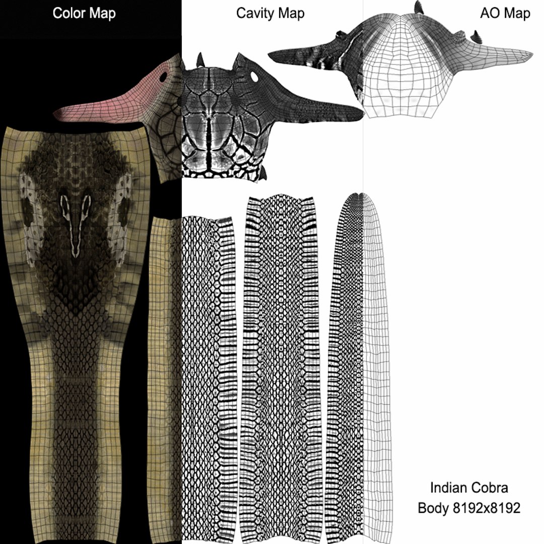 3D Snake Collection Rigged Animated model - TurboSquid 1768323