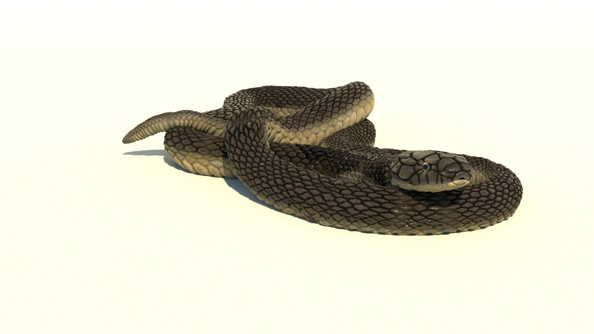 3D Snake Collection Rigged Animated model - TurboSquid 1768323