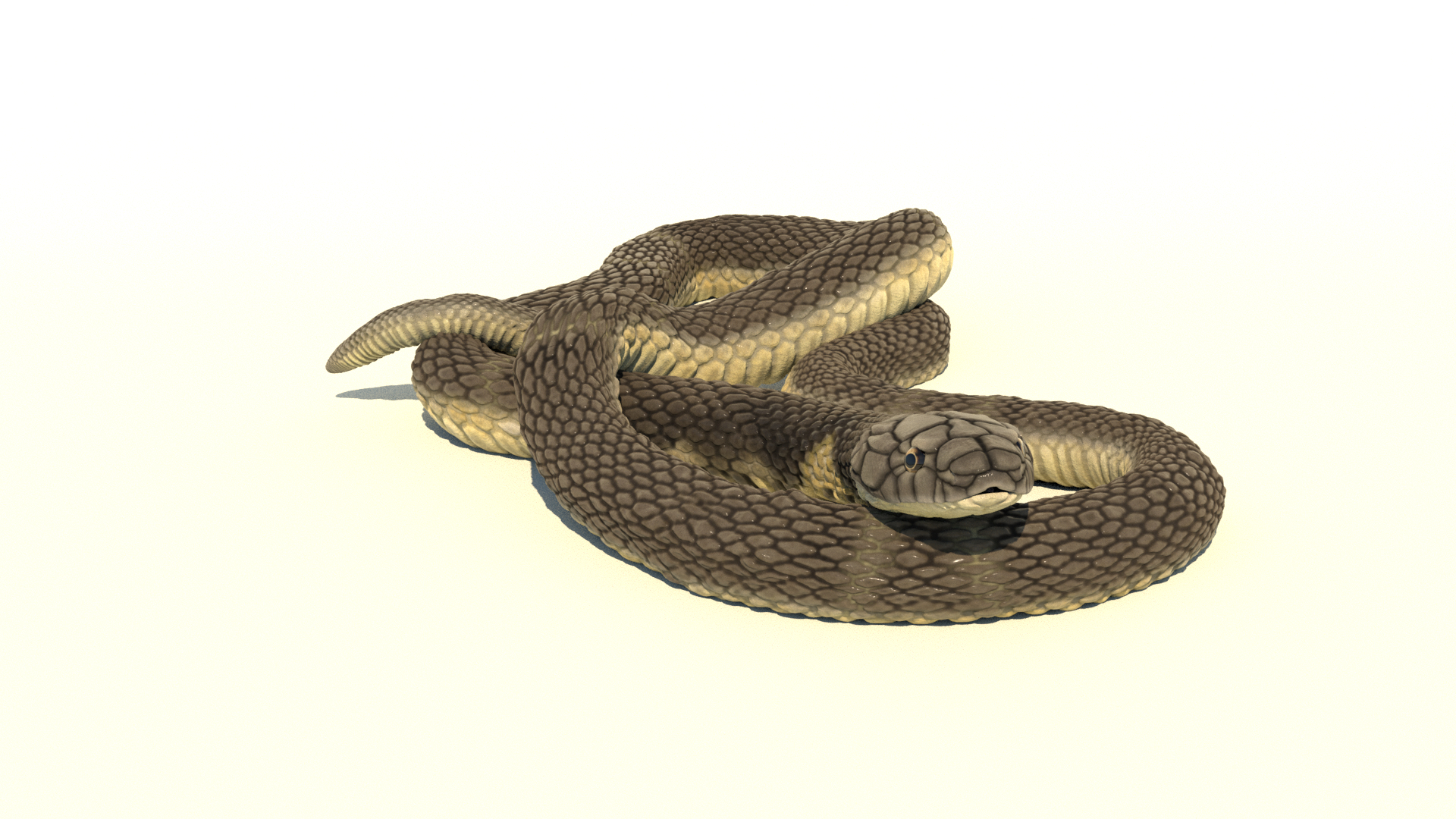 3D Snake Collection Rigged Animated model - TurboSquid 1768323