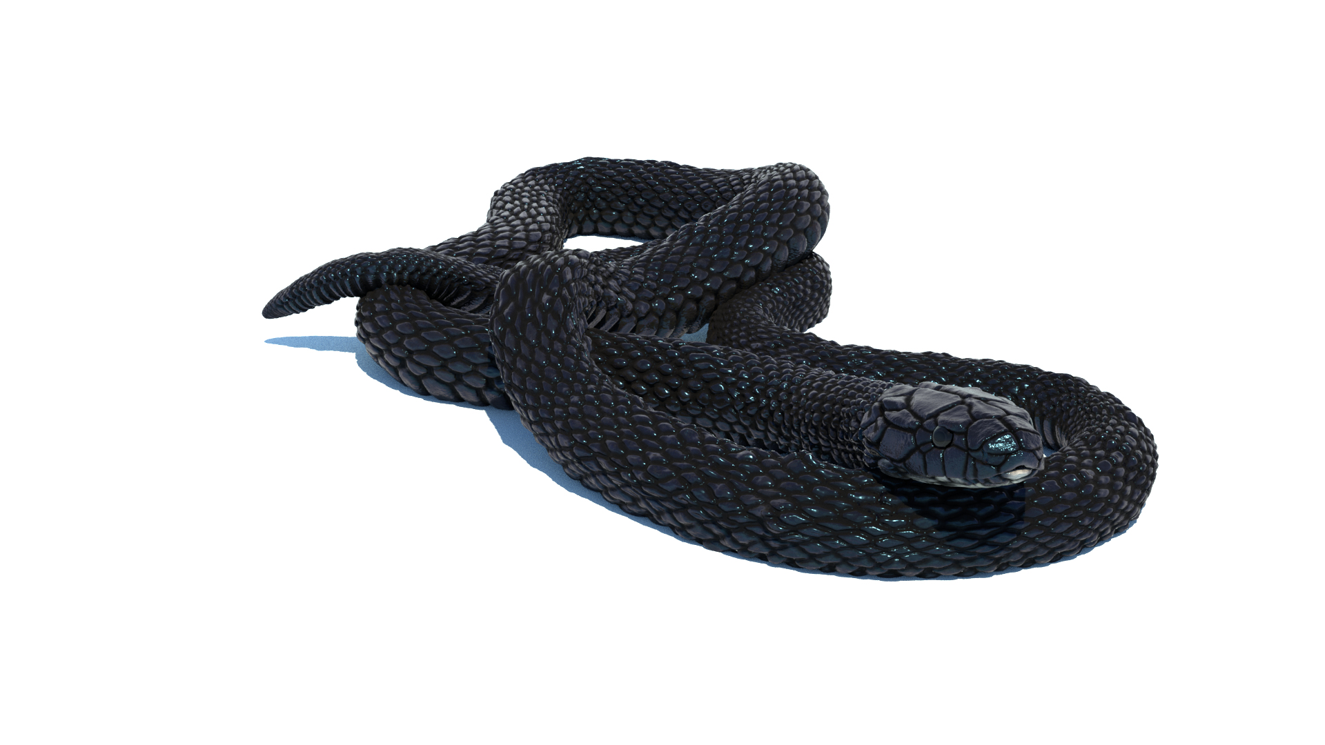 3D Snake Collection Rigged Animated model - TurboSquid 1768323