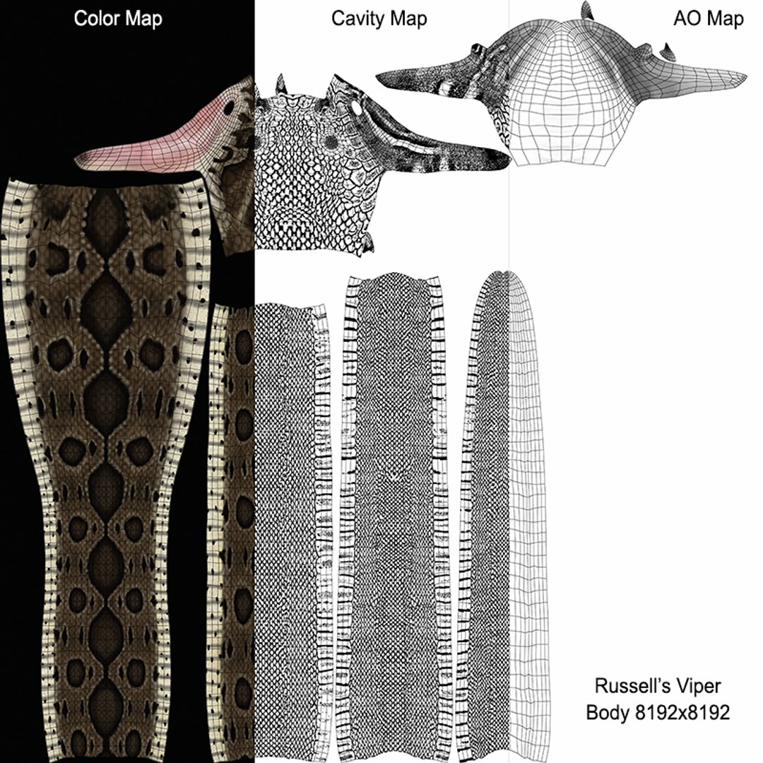 3D Snake Collection Rigged Animated model - TurboSquid 1768323