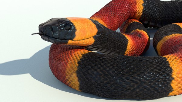 3D Snake Collection Rigged Animated model - TurboSquid 1768323