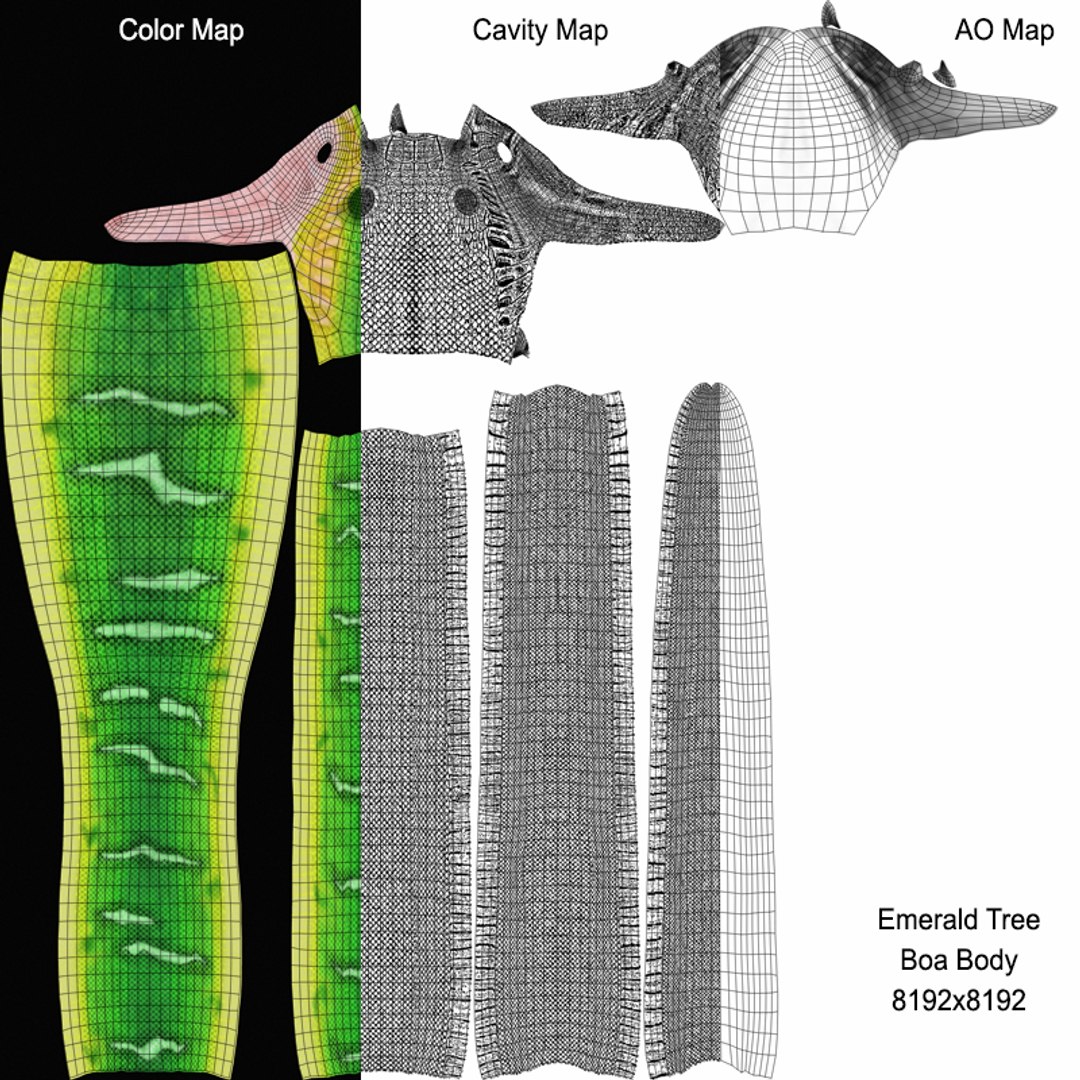 3D Snake Collection Rigged Animated model - TurboSquid 1768323