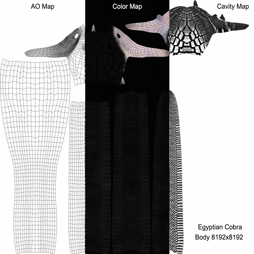 3D Snake Collection Rigged Animated model - TurboSquid 1768323