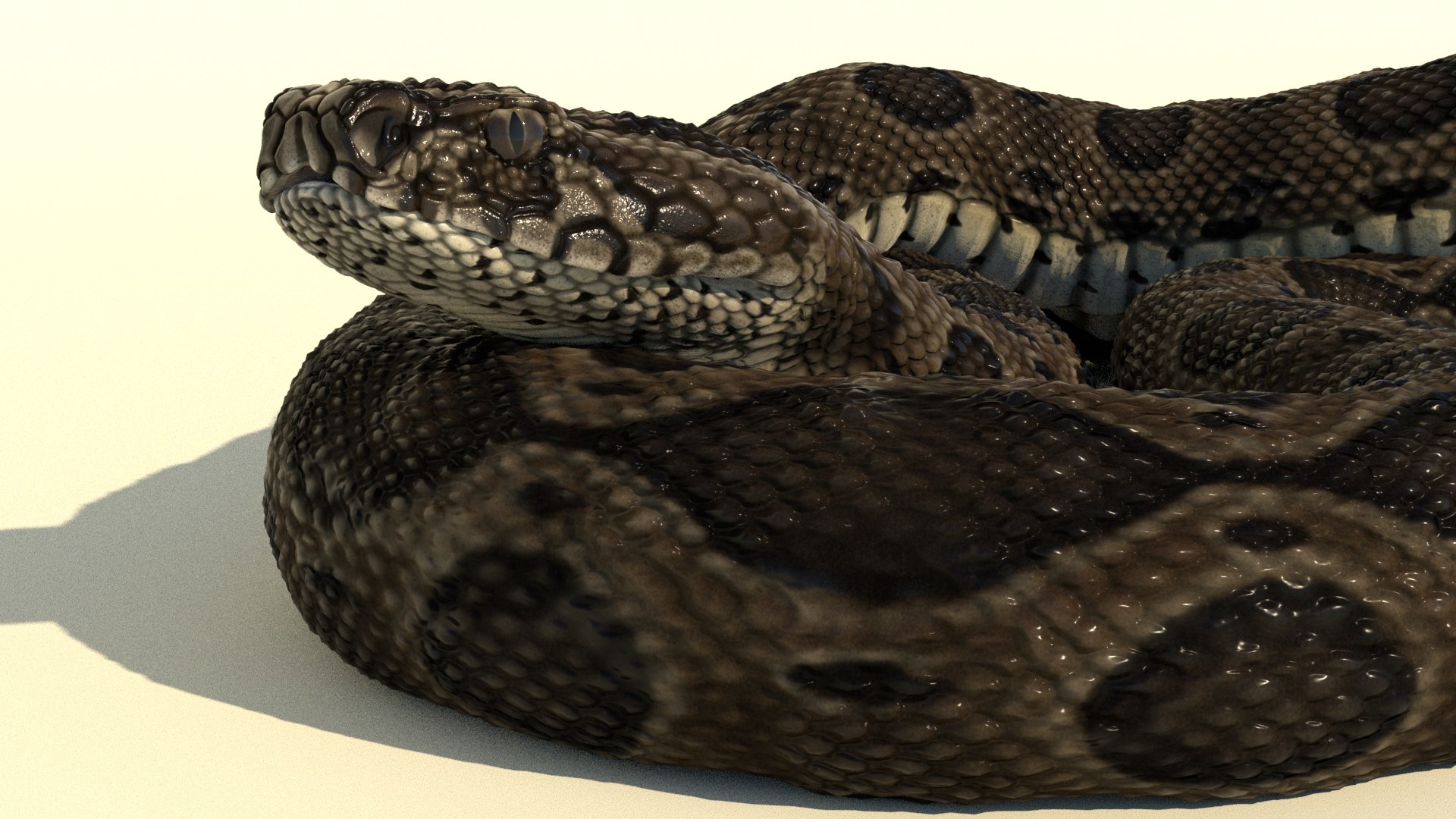 3D Snake Collection Rigged Animated model - TurboSquid 1768323