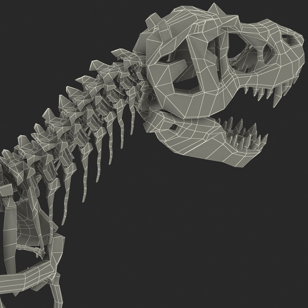 C4d Dinosaur T-rex Bones 2