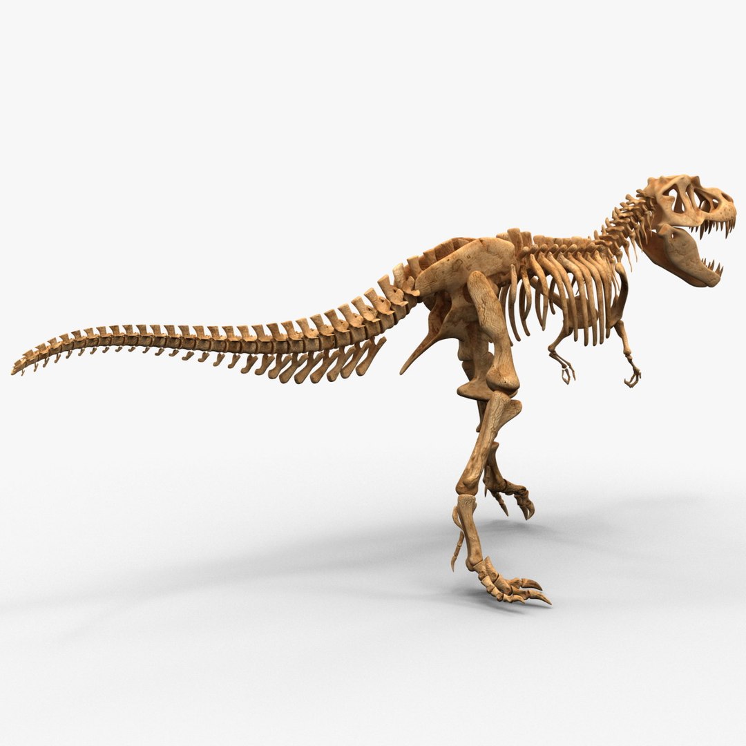 C4d Dinosaur T-rex Bones 2