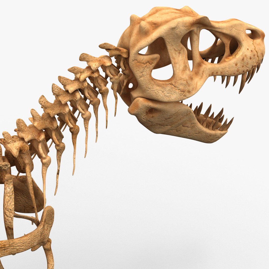 C4d Dinosaur T-rex Bones 2