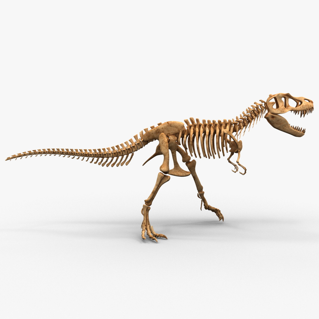 c4d dinosaur t-rex bones 2