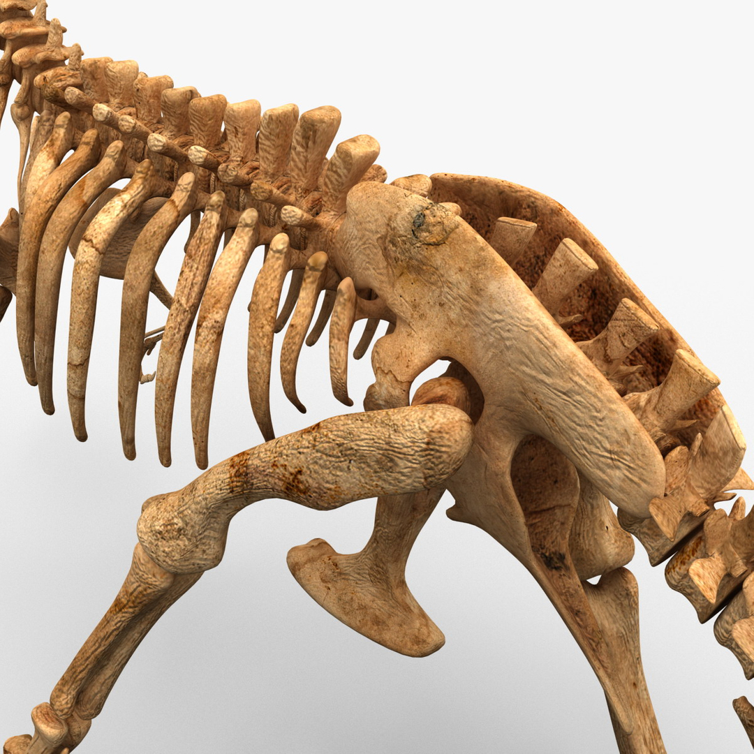 c4d dinosaur t-rex bones 2
