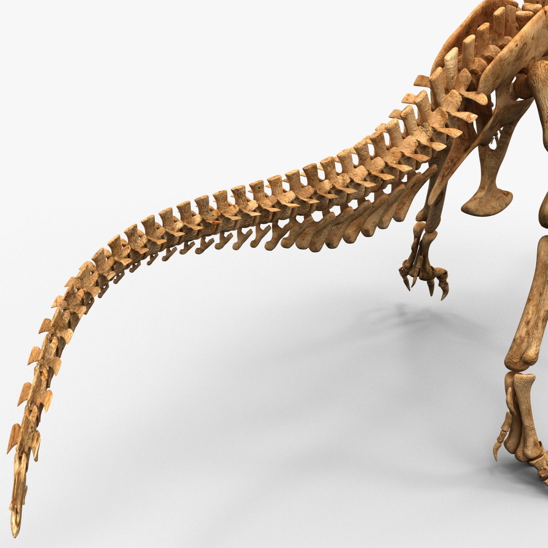 C4d Dinosaur T-rex Bones 2