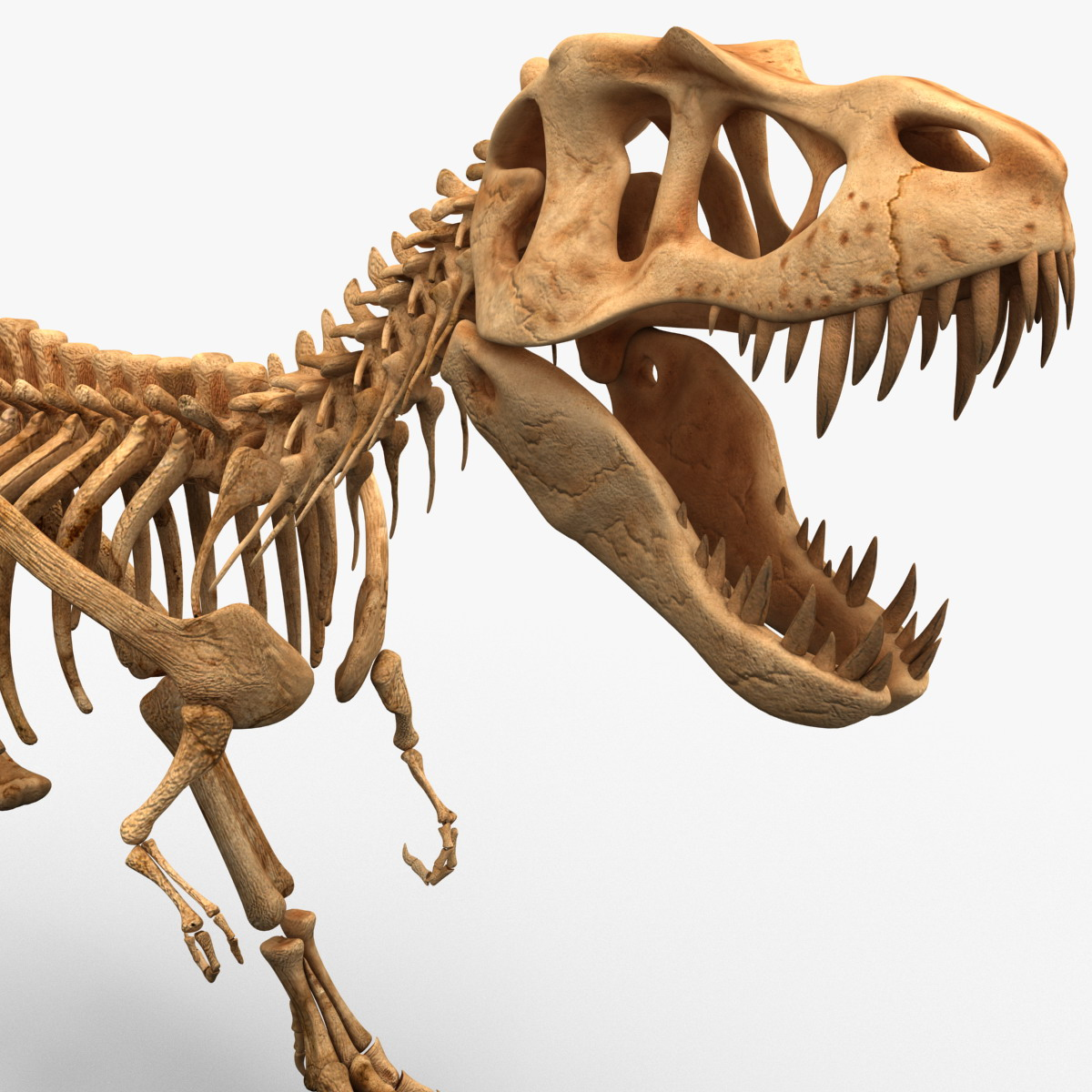 c4d dinosaur t-rex bones 2