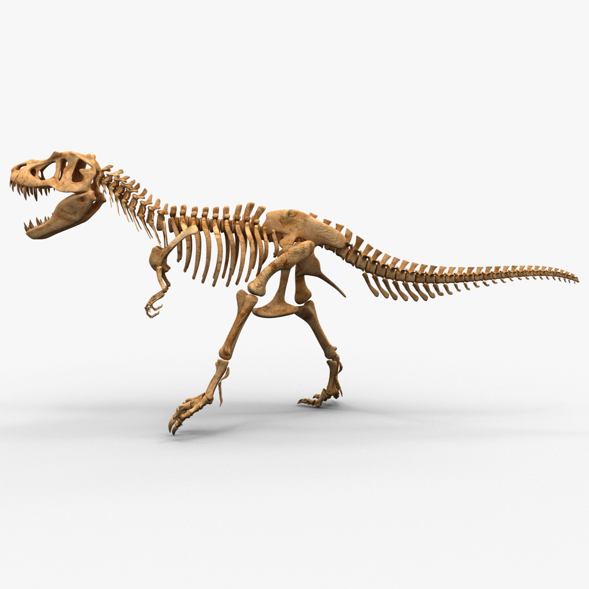 c4d dinosaur t-rex bones 2