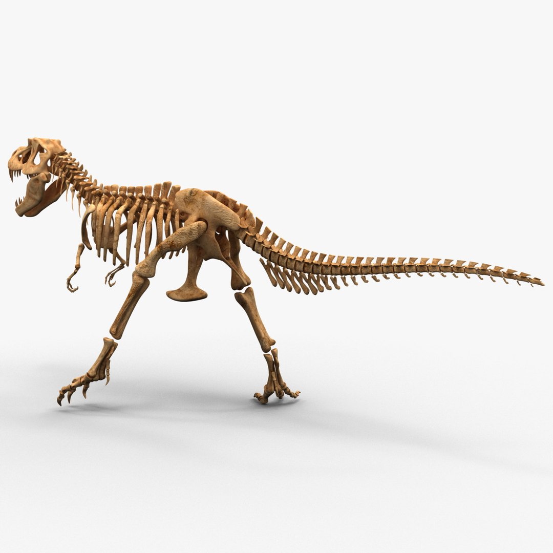 C4d Dinosaur T-rex Bones 2