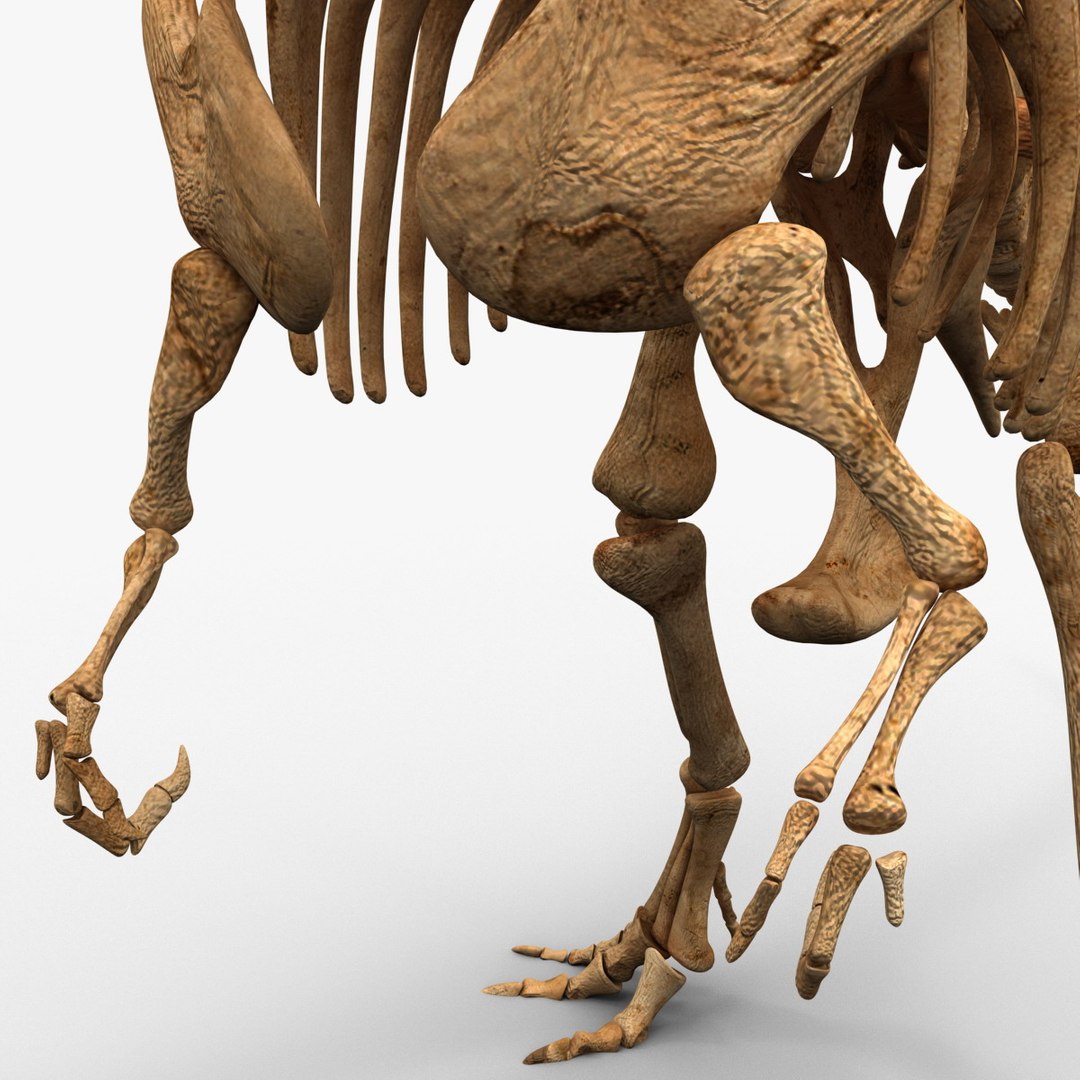 C4d Dinosaur T-rex Bones 2
