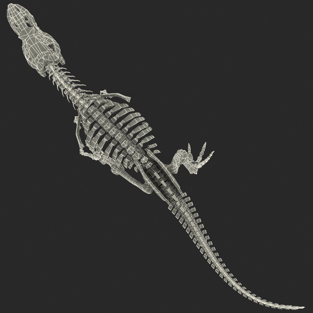 C4d Dinosaur T-rex Bones 2
