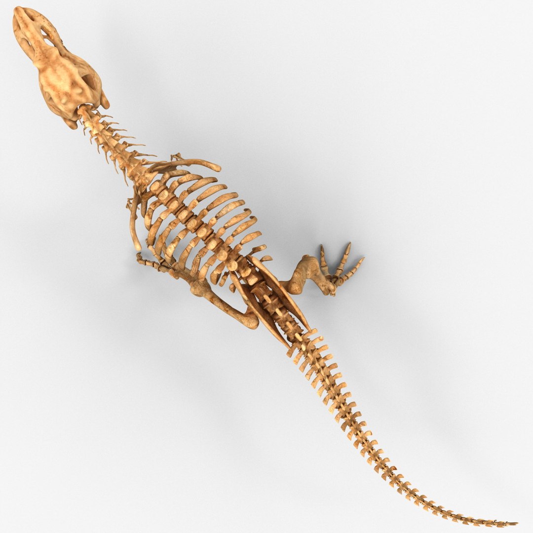 C4d Dinosaur T-rex Bones 2