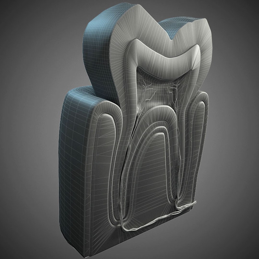 Tooth Section Obj
