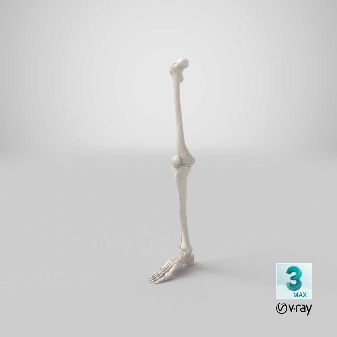 3D model human leg bones anatomy - TurboSquid 1555191