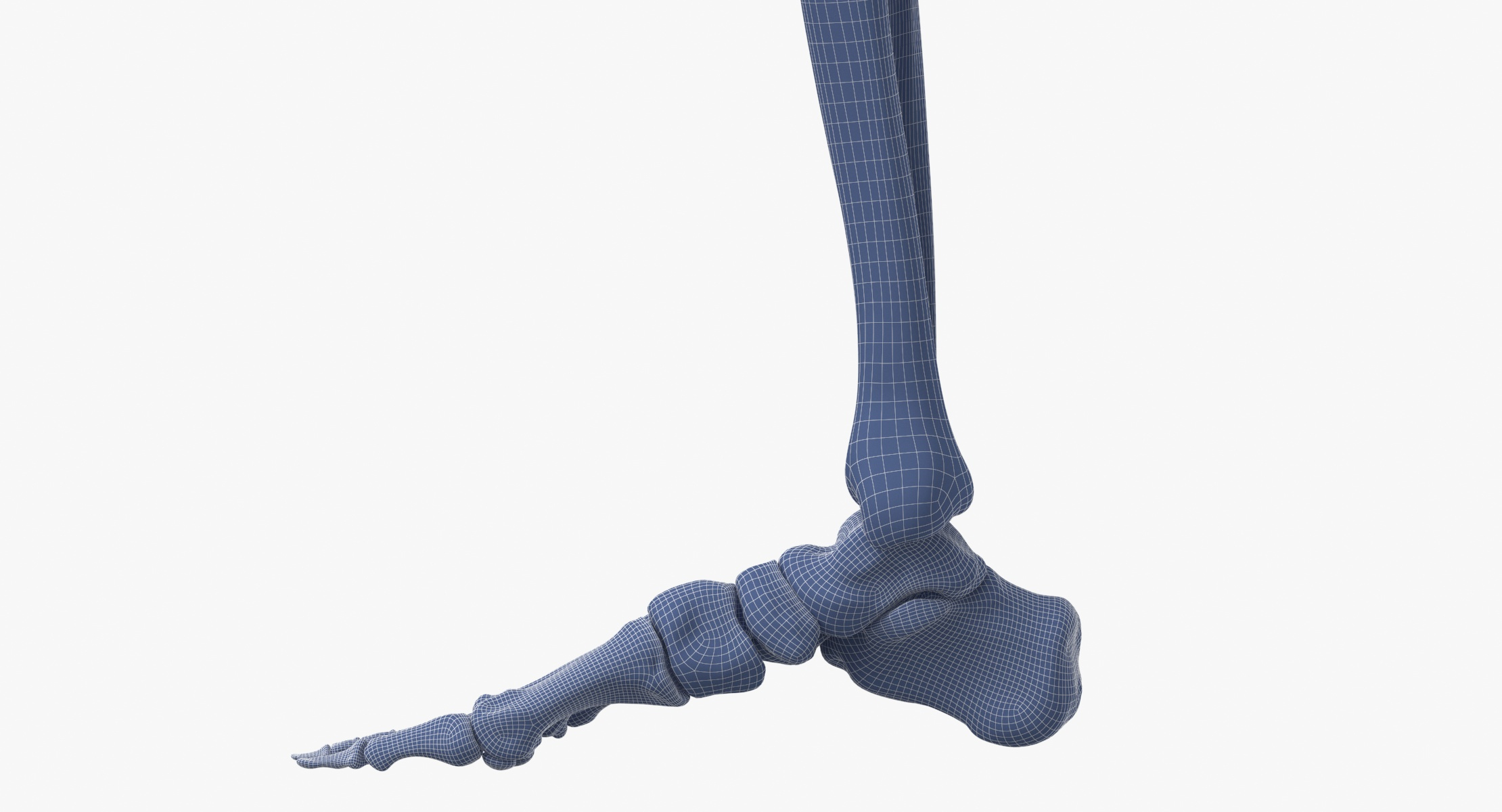 3d модель Анатомия реальных человеческих костей ног 01 Белый Turbosquid 1555191