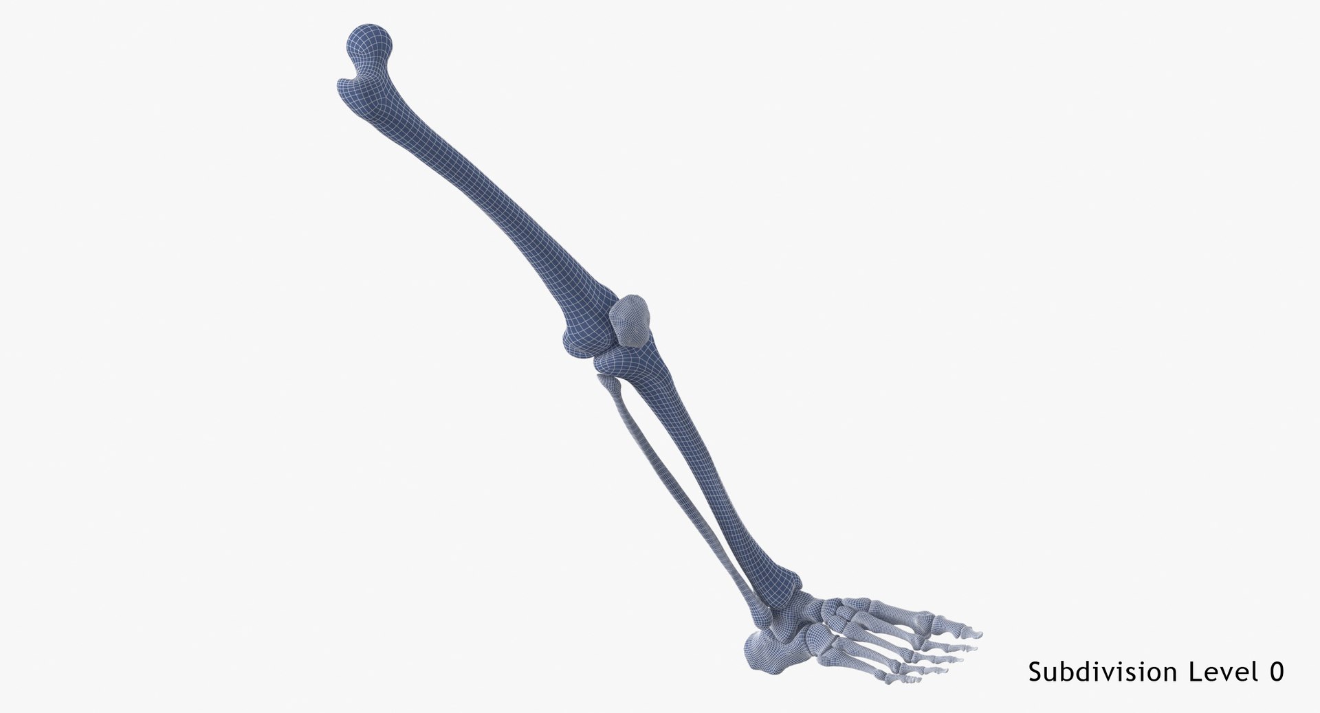 3D model human leg bones anatomy - TurboSquid 1555191