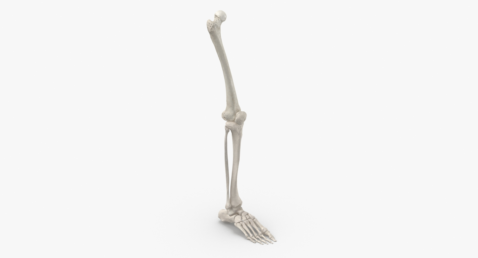 3D Model Human Leg Bones Anatomy - TurboSquid 1555191
