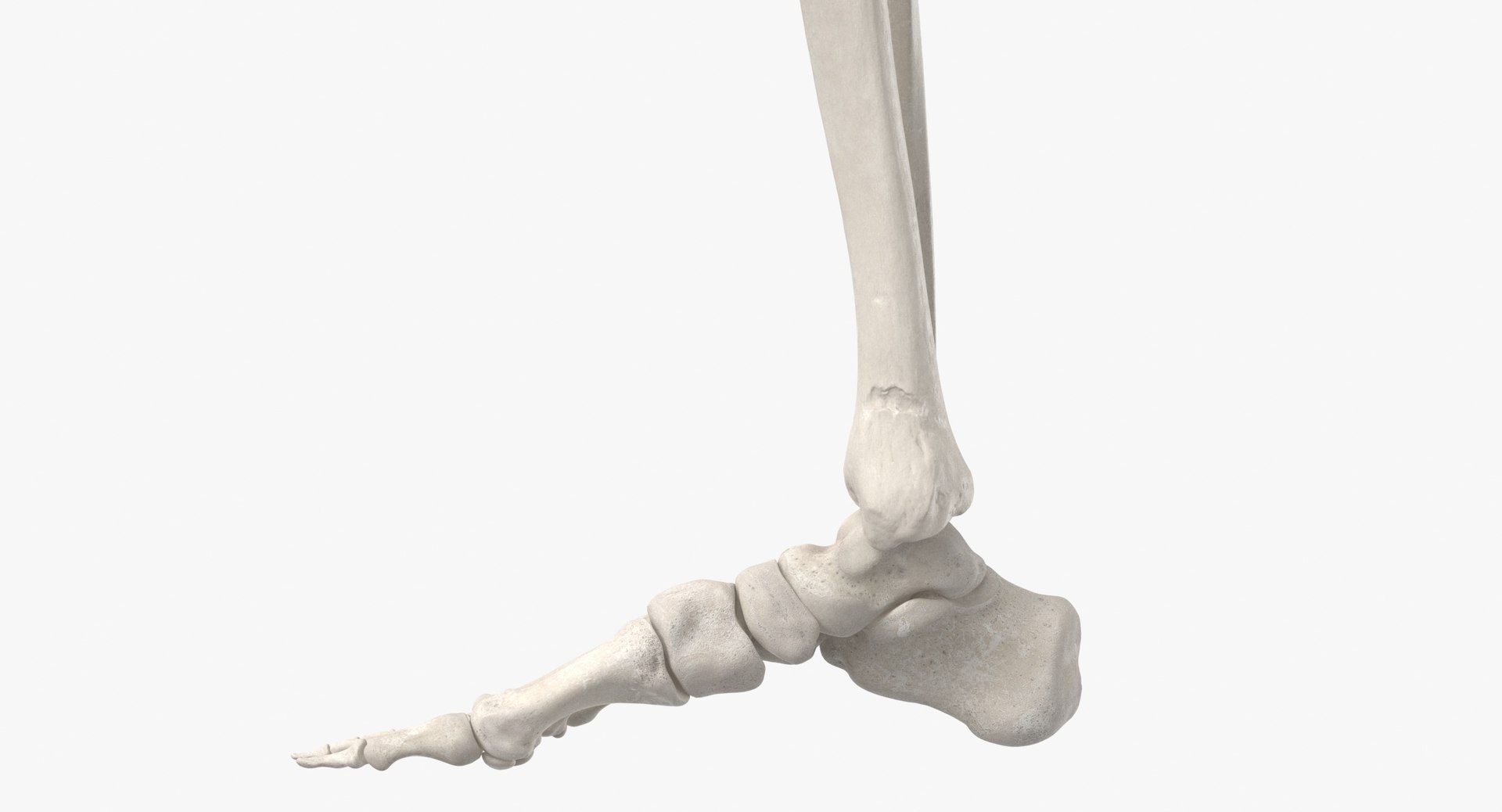 3D Model Human Leg Bones Anatomy - TurboSquid 1555191