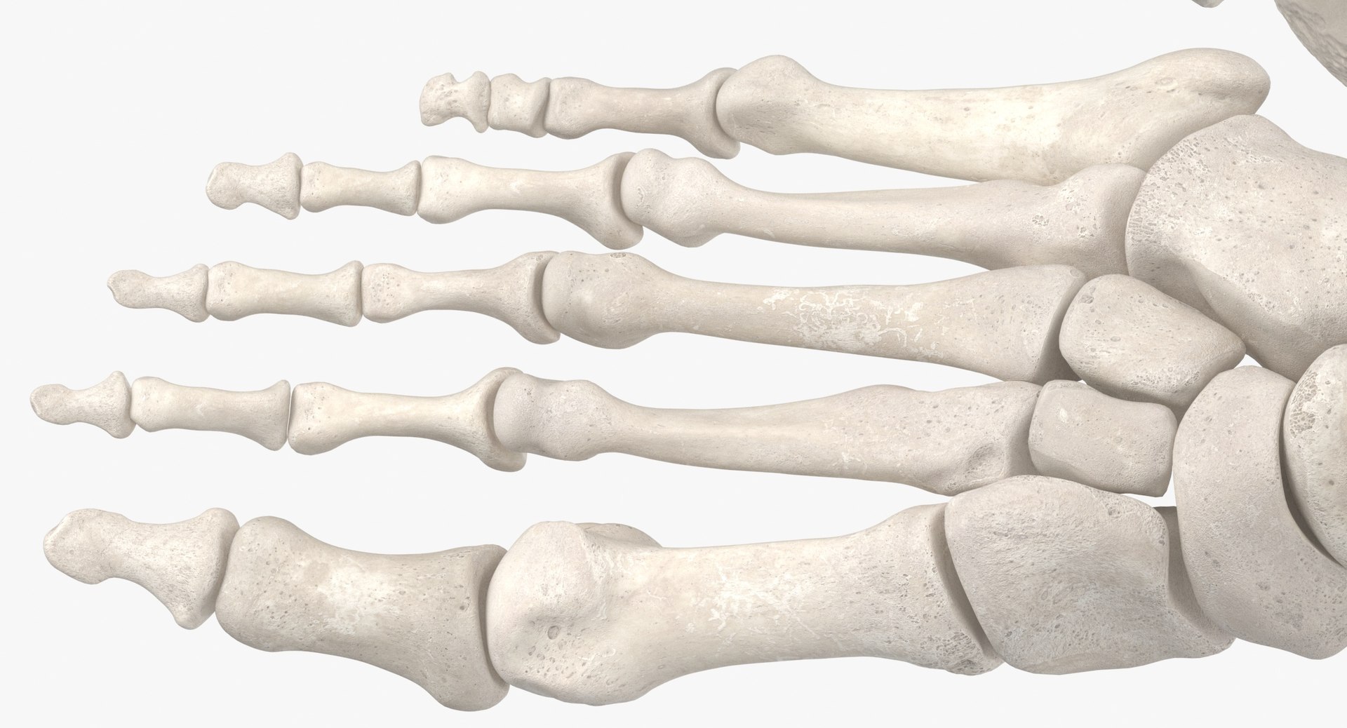 3D model human leg bones anatomy - TurboSquid 1555191