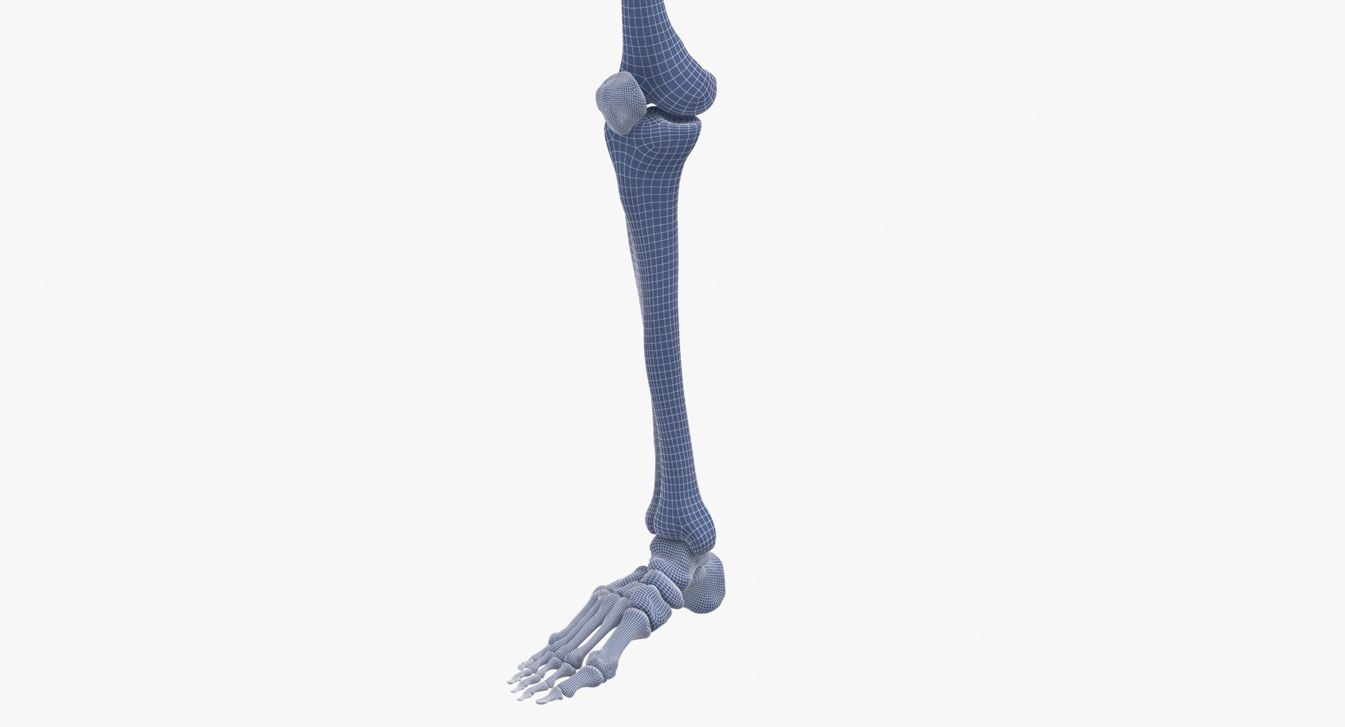 3D model human leg bones anatomy - TurboSquid 1555191