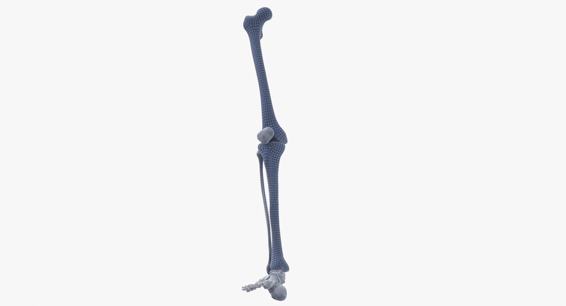 3D model human leg bones anatomy - TurboSquid 1555191