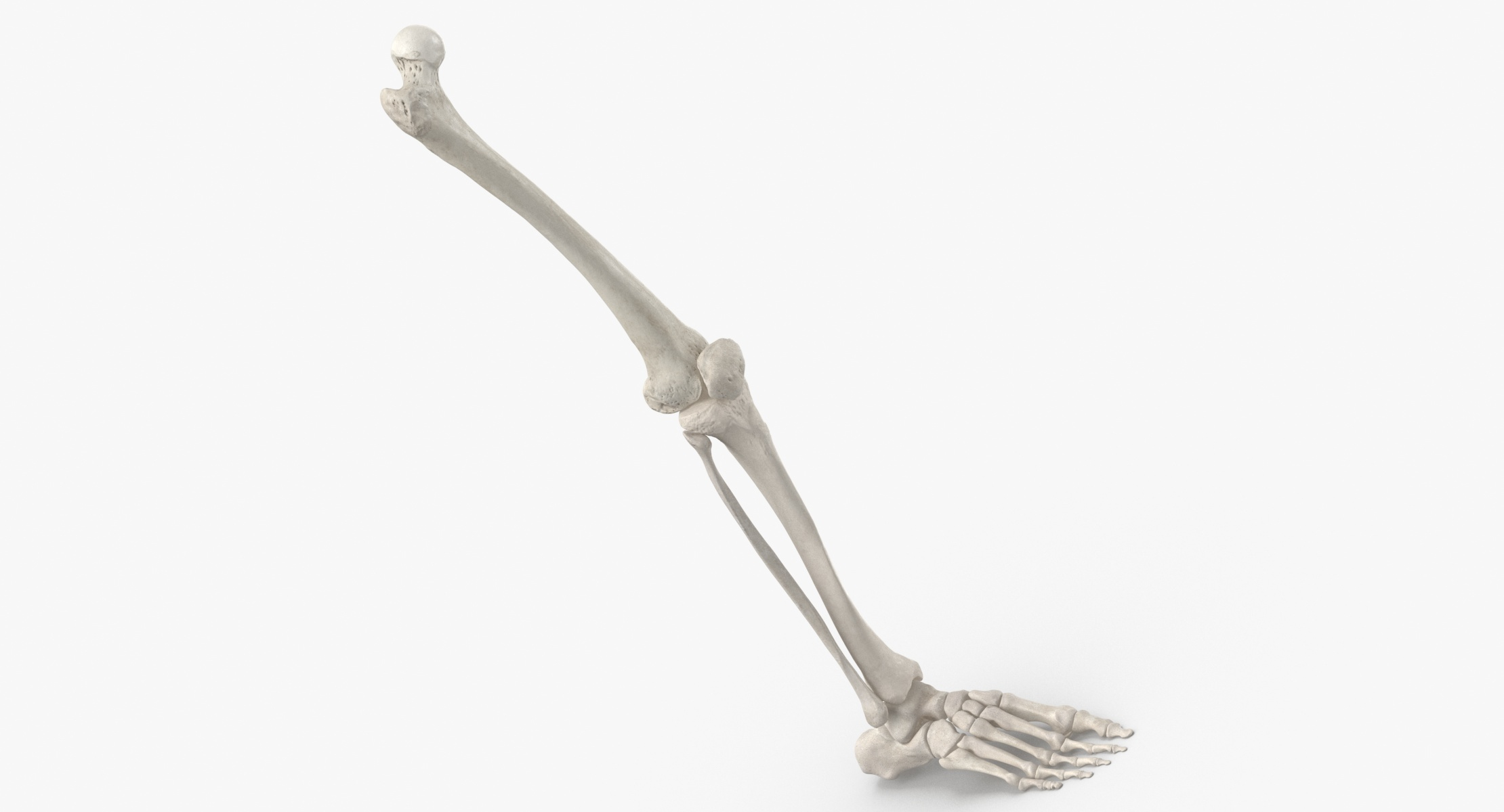 진짜 인간 다리 뼈 해부학 01 화이트 3d 모델 Turbosquid 1555191