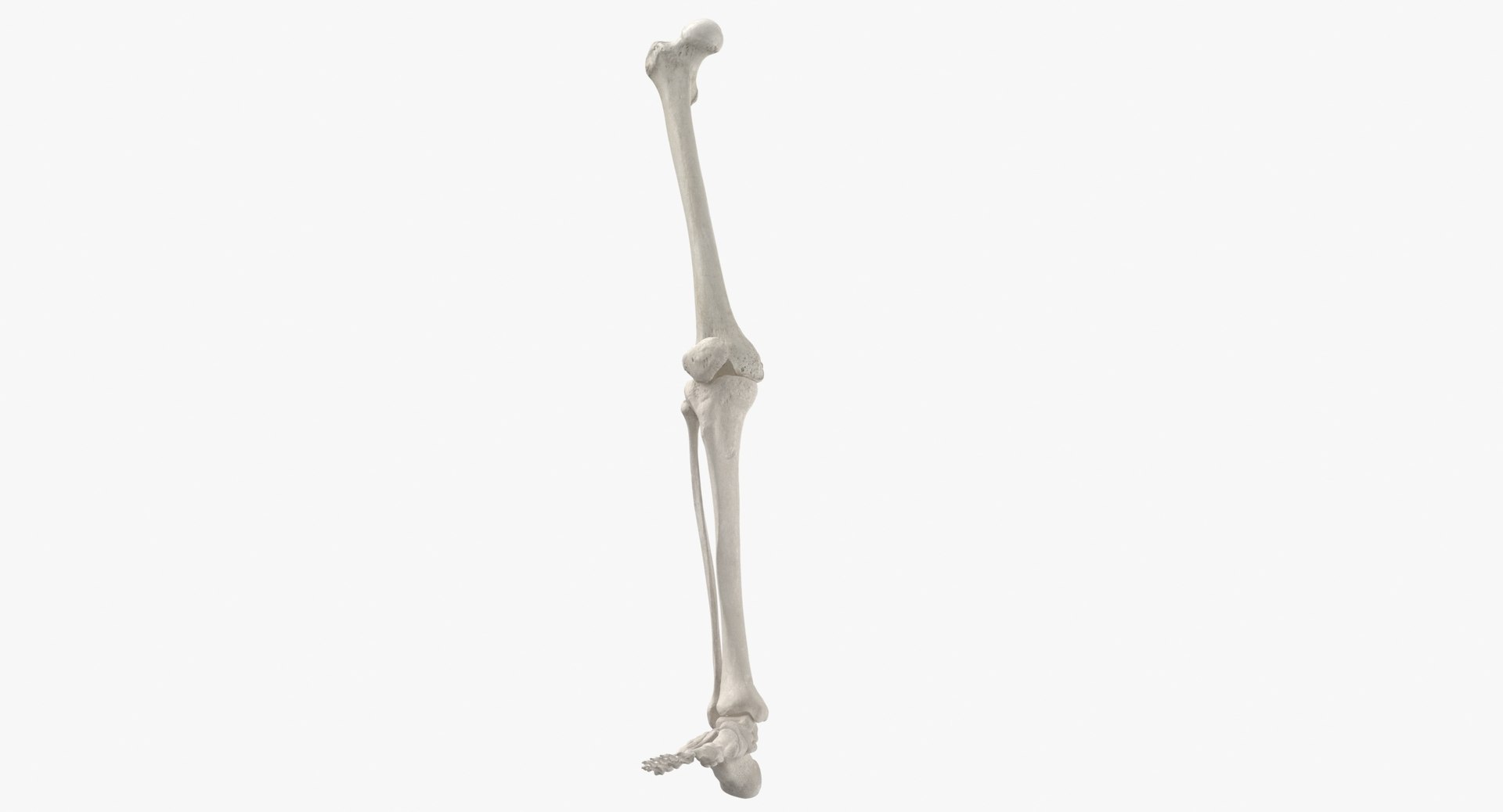 3D Model Human Leg Bones Anatomy - TurboSquid 1555191
