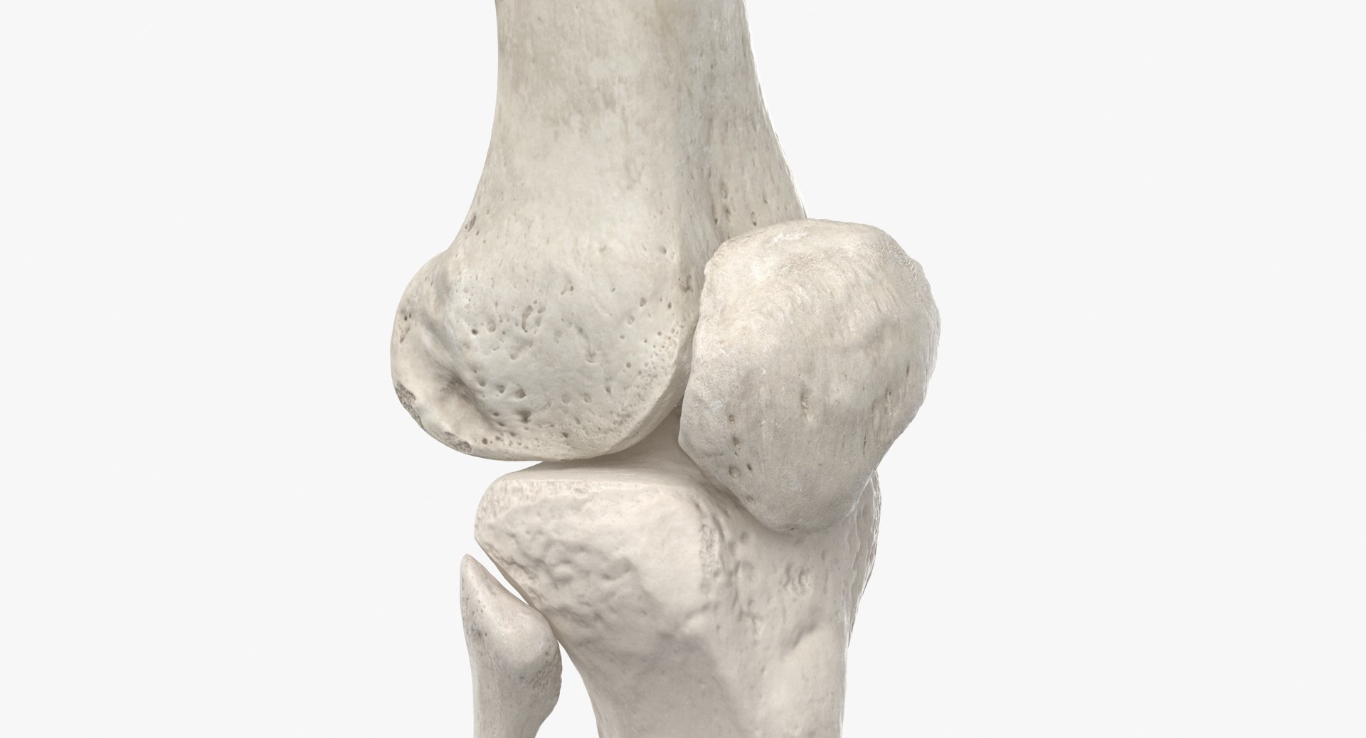 3D Model Human Leg Bones Anatomy - TurboSquid 1555191