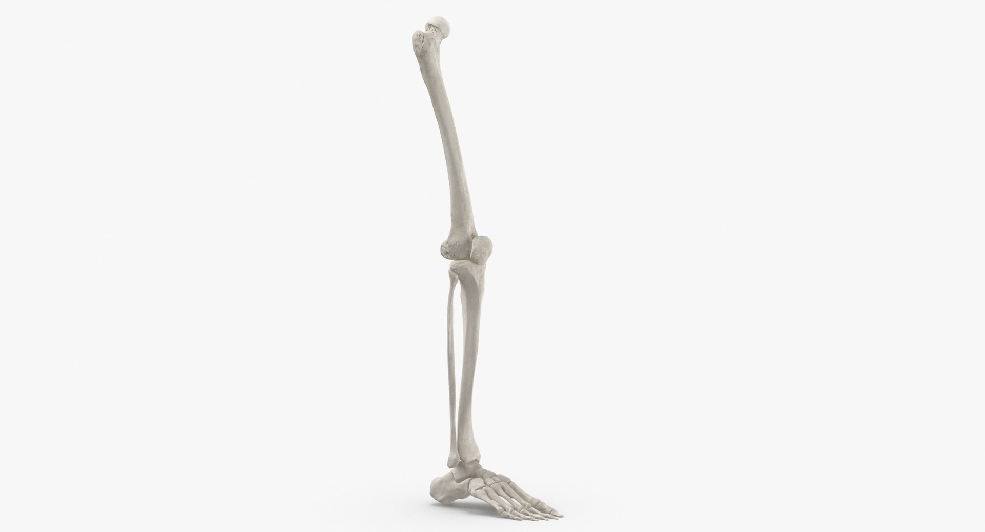 3D Model Human Leg Bones Anatomy - TurboSquid 1555191